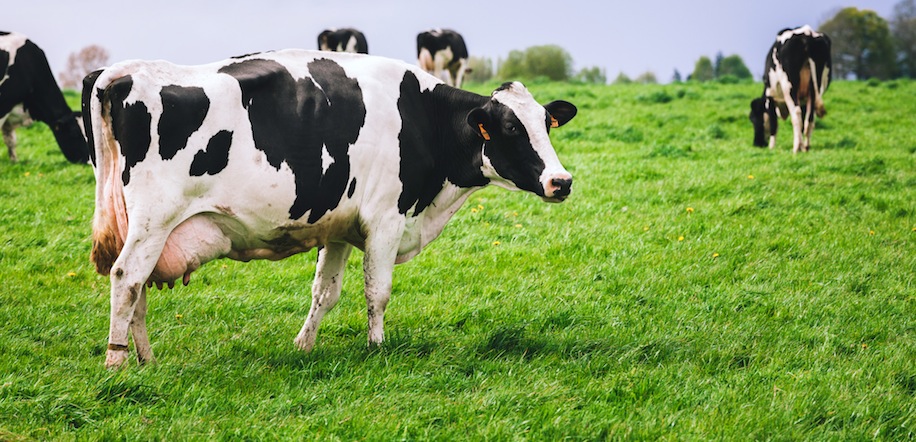 CEO Tribe | Review of Camilo Cruzs Once Upon a Cow